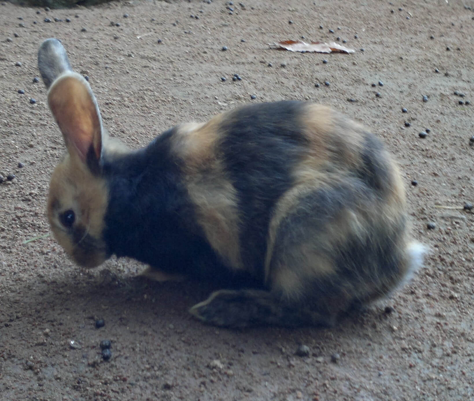 5 Most Popular Rabbit Breeds in US - Your Pet Planet