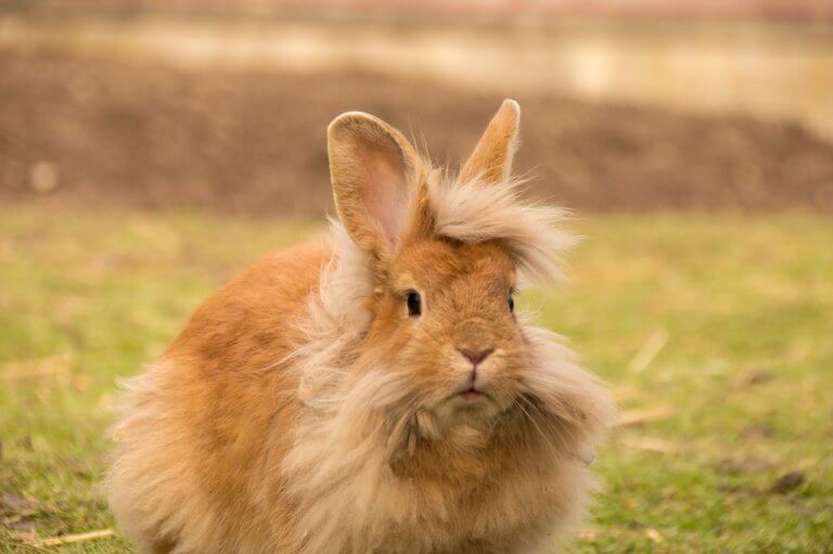 5 Most Popular Rabbit Breeds in US - Your Pet Planet