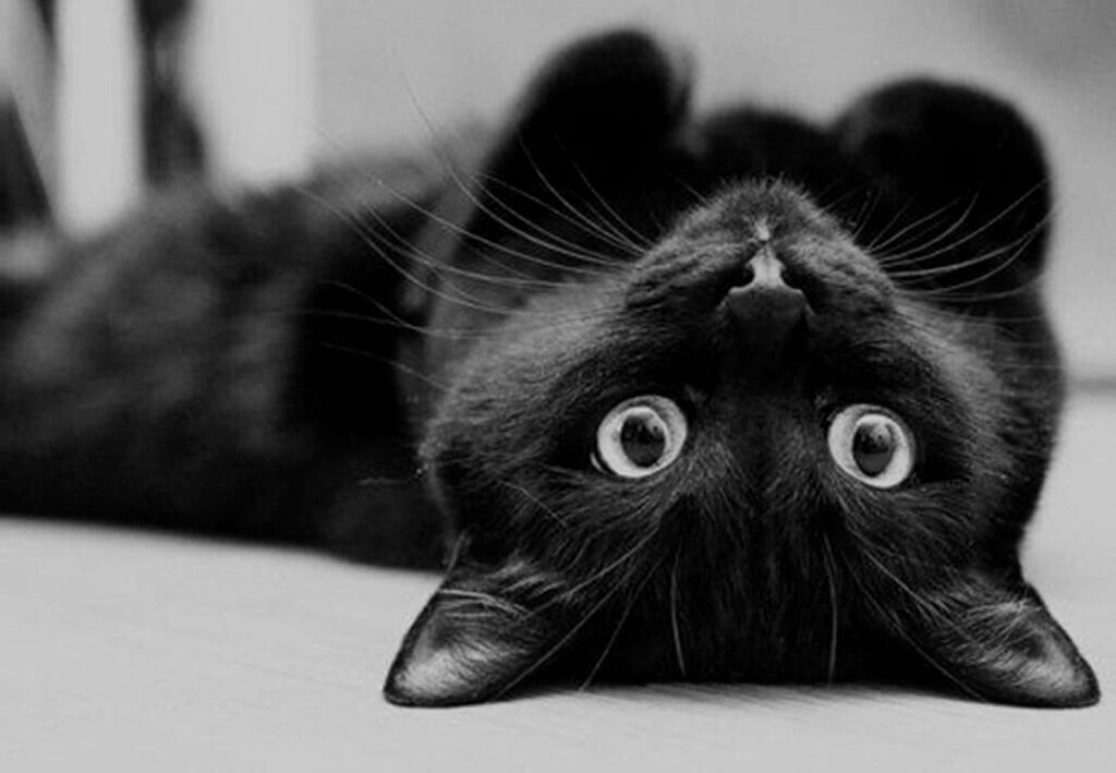 Four untold Black Cat Facts you will wonder to know