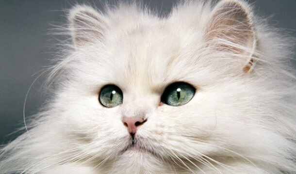 Top 10 mesmerizing white cat breeds you will love to pet