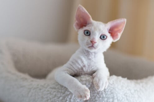 Top 10 mesmerizing white cat breeds you will love to pet