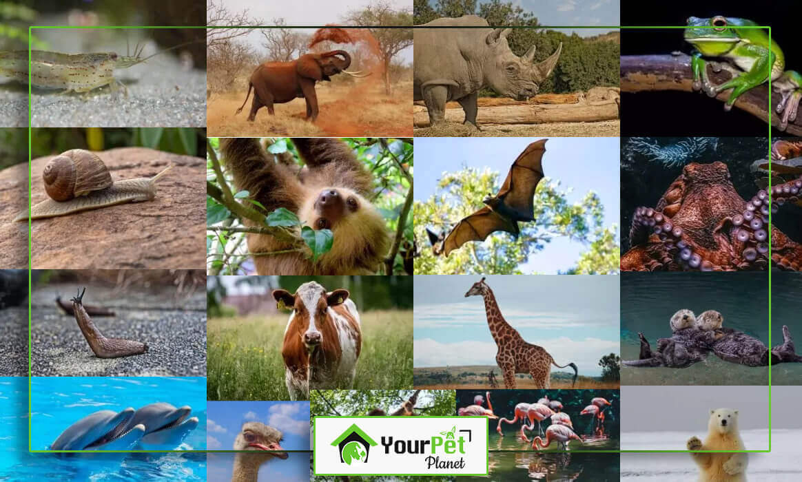 Top 20 Animals Facts You Never Knew Before - Your Pet Planet