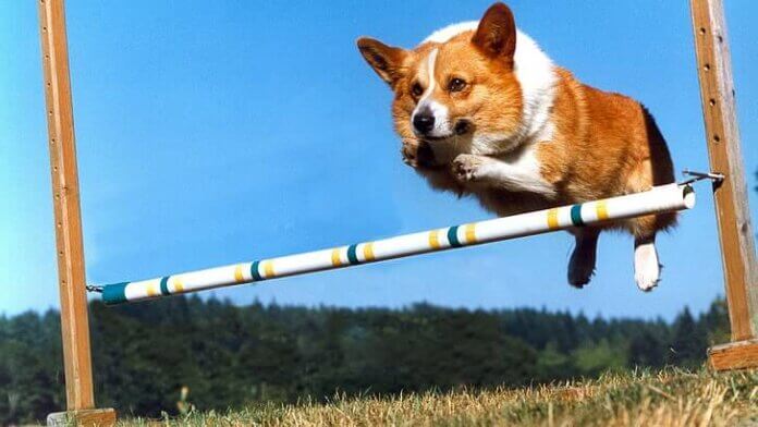 20 Fascinating and Interesting Facts about Corgi - Your Pet Planet