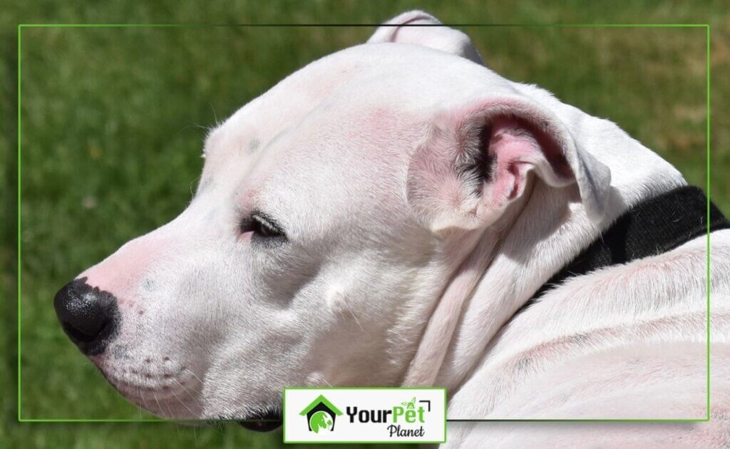 The Truth About The White Pitbull - Your Pet Planet - Your Pet Planet