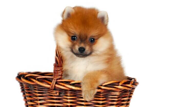 10 Different Breeds of Pocket Puppies - Your Pet Planet - Your Pet Planet