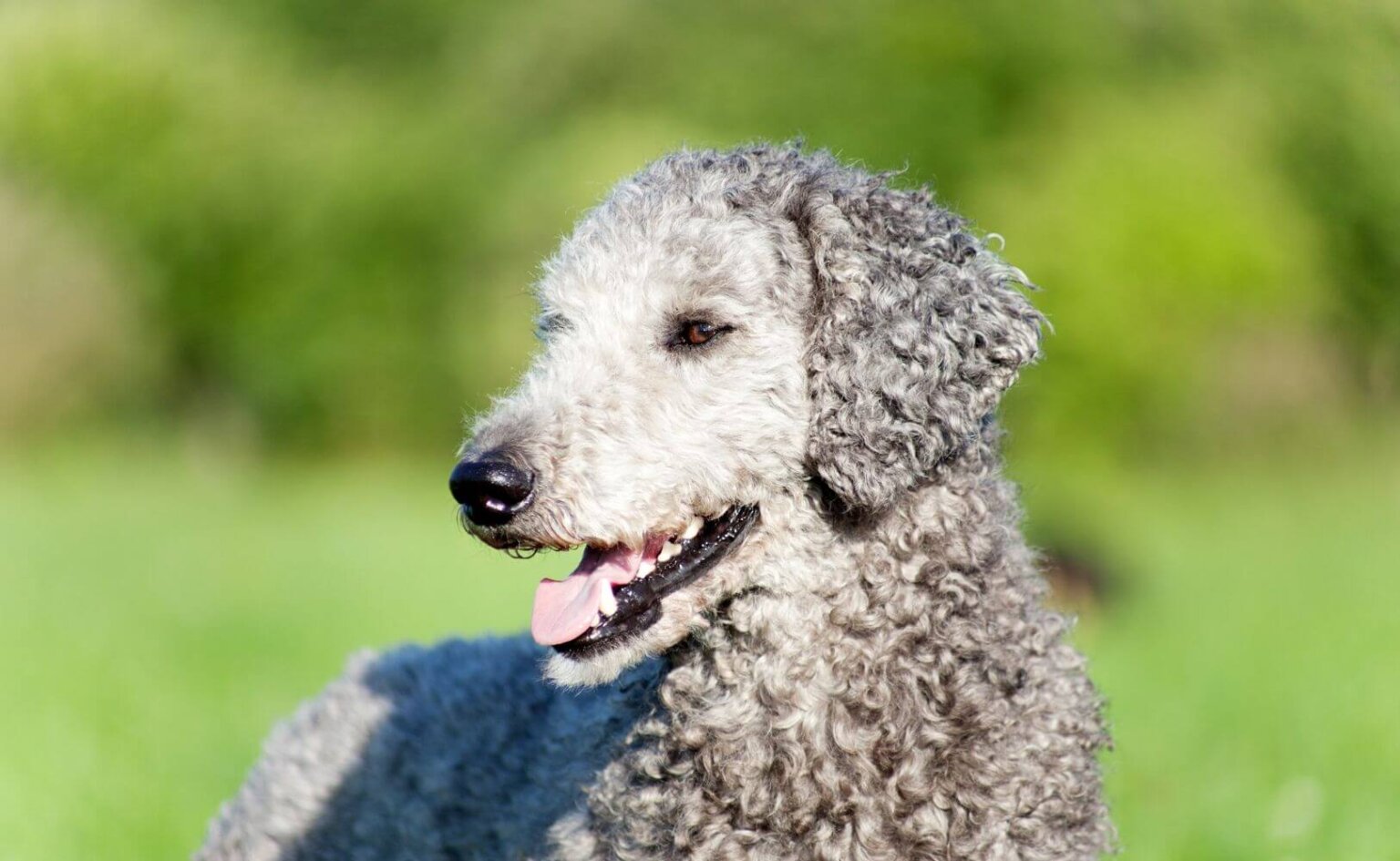 10 Different Breeds of Pocket Puppies - Your Pet Planet - Your Pet Planet