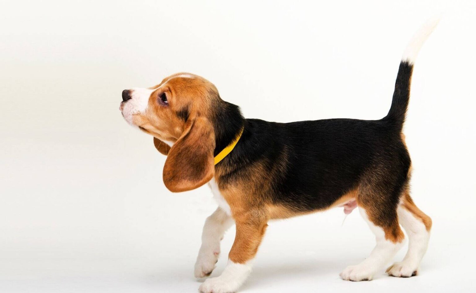 10 Different Breeds of Pocket Puppies - Your Pet Planet - Your Pet Planet