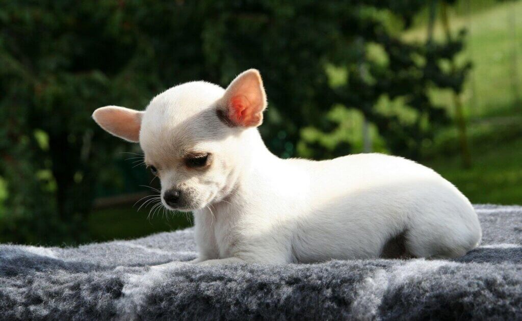 10 Different Breeds of Pocket Puppies - Your Pet Planet - Your Pet Planet