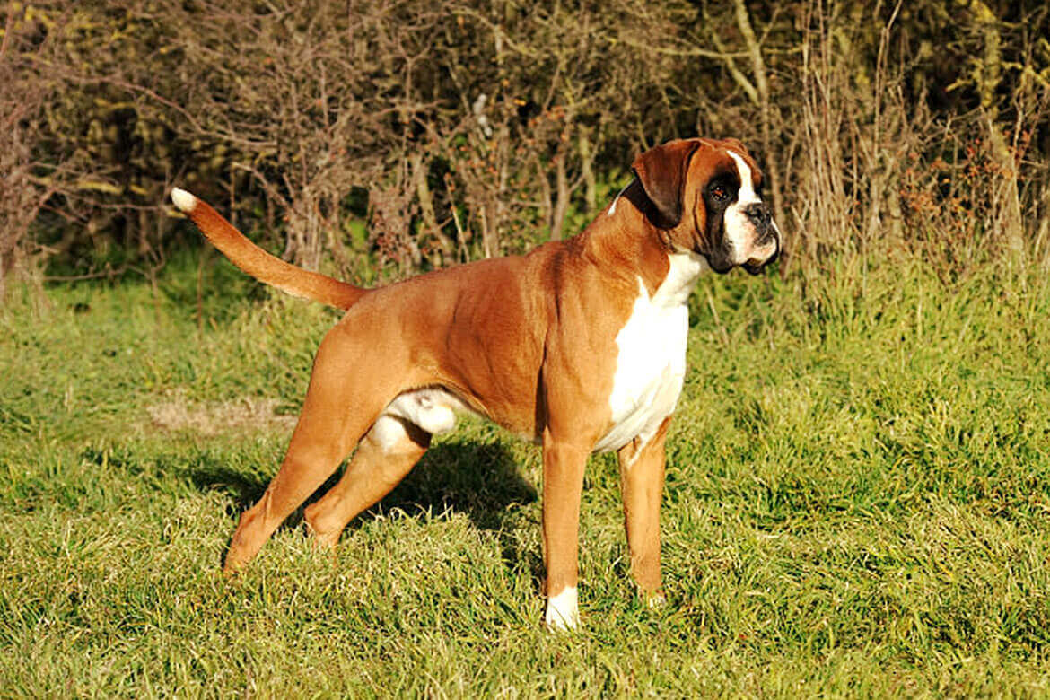 A Boxer With A Tail : Boxer Traits And Boxer Tail Docking - Your Pet Planet