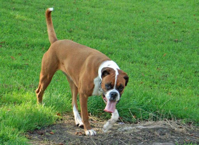 A Boxer With A Tail : Boxer Traits And Boxer Tail Docking - Your Pet Planet