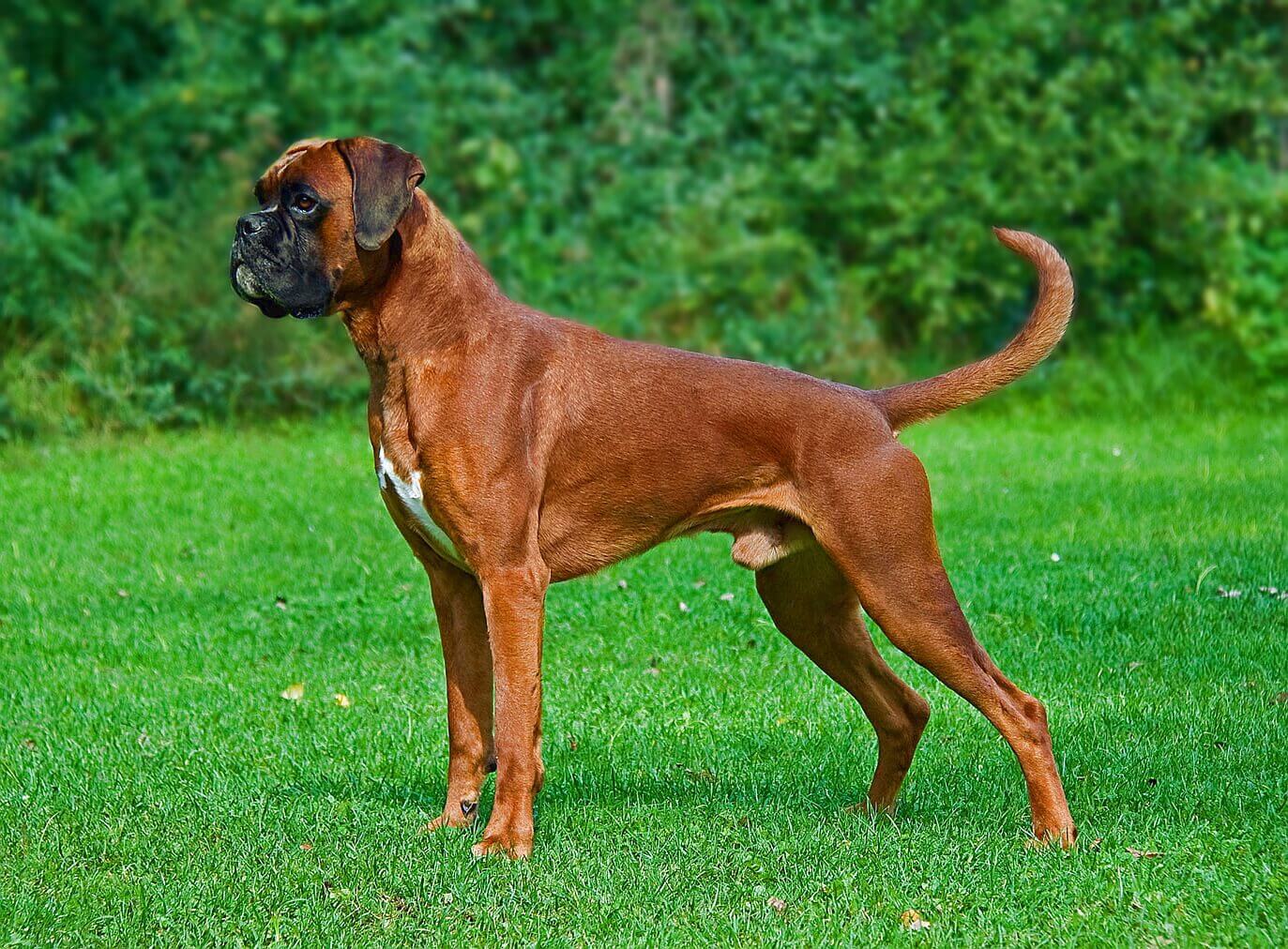 A Boxer With A Tail : Boxer Traits And Boxer Tail Docking - Your Pet Planet