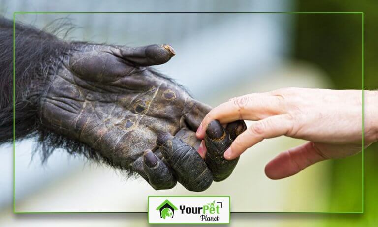 A Guide on Monkey Hands - Monkey - Your Pet Planet