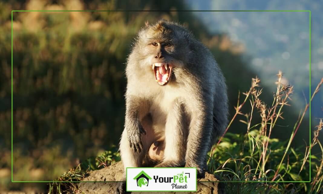 The Angry Monkey: Signs and Your Other Questions - Your Pet Planet