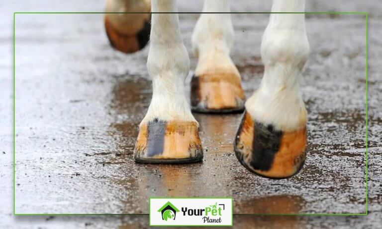 Baby Horse Hooves: A Comprehensive Guide - Your Pet Planet