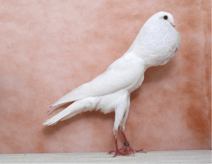 Gorgeous English Pouter Pigeon’s Breeds, and Health Issues