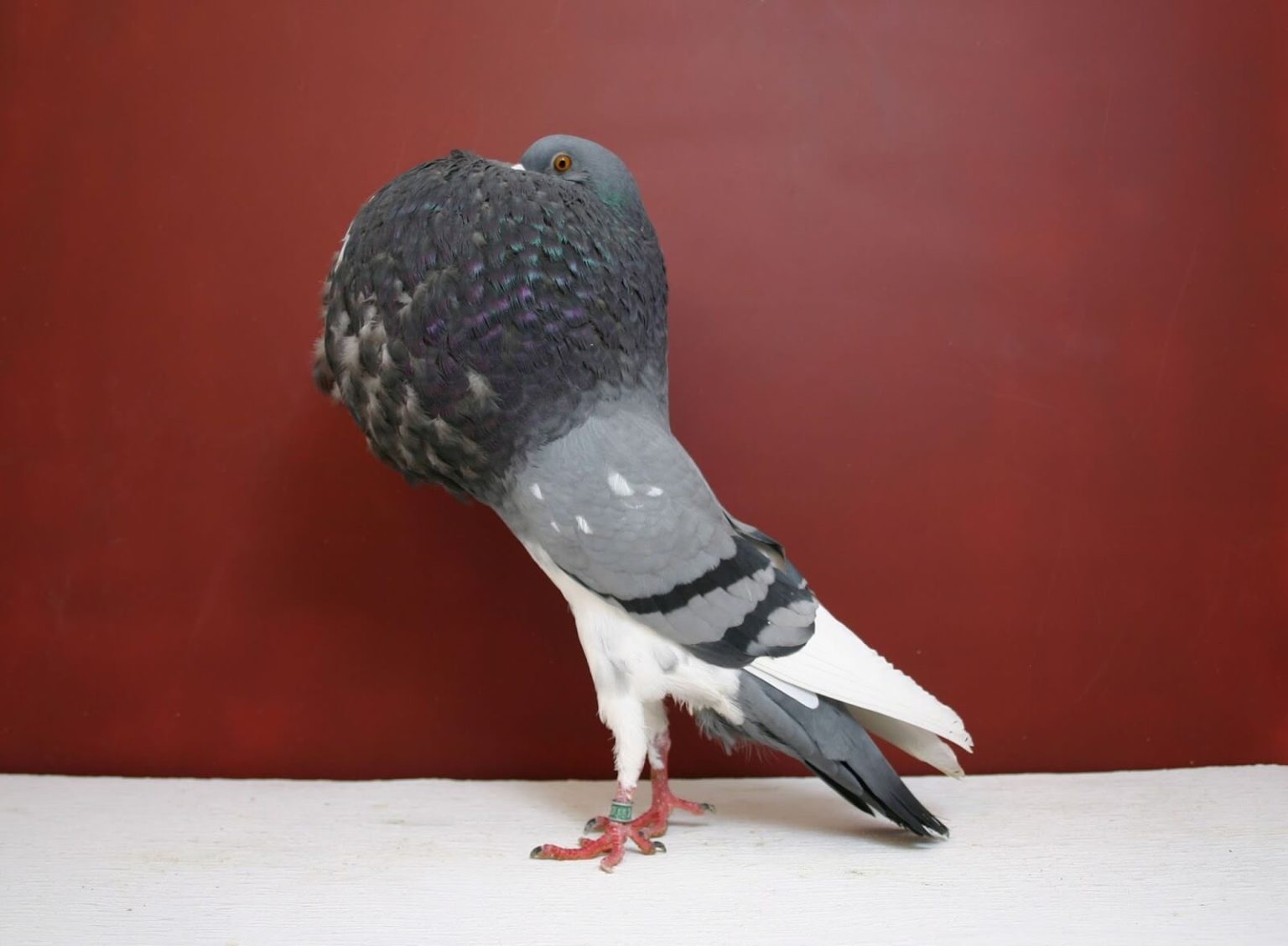 Gorgeous English Pouter Pigeon’s Breeds, and Health Issues