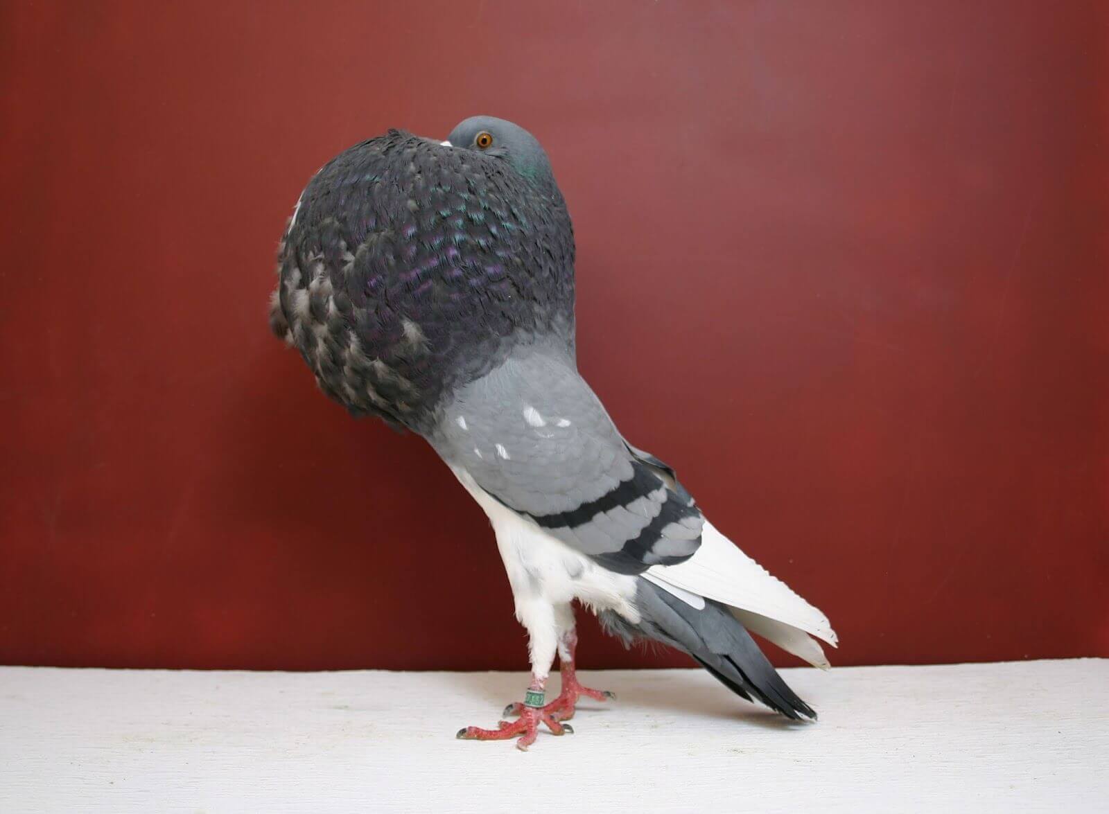 Gorgeous English Pouter Pigeon’s Breeds, and Health Issues