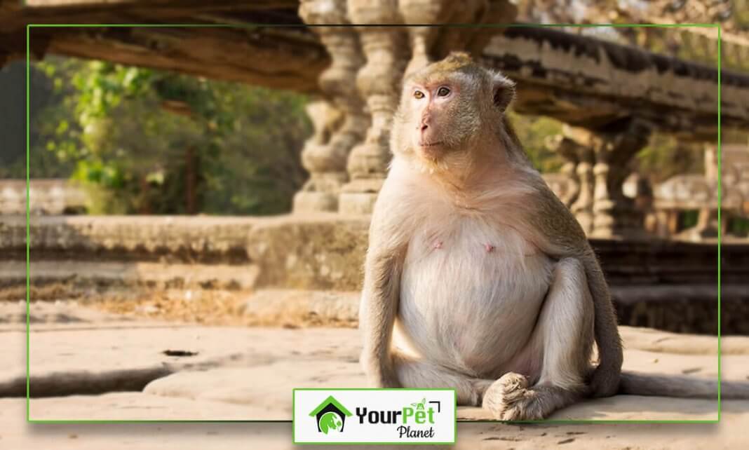 Fat Monkeys - Reasons and Prevention - Your Pet Planet