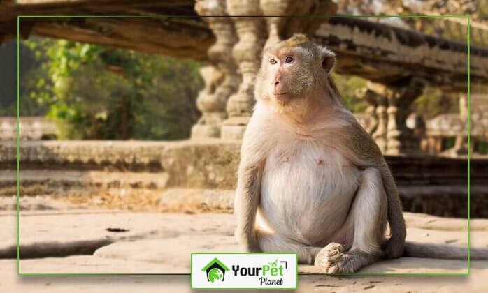 Fat Monkeys - Reasons and Prevention - Your Pet Planet
