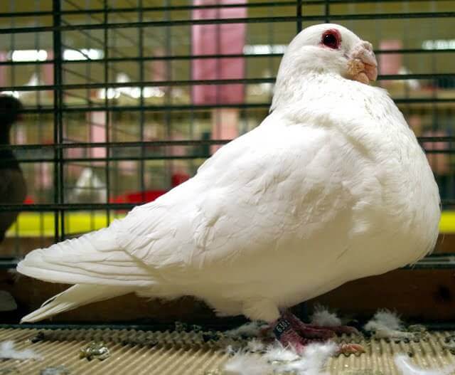 Gorgeous English Pouter Pigeon’s Breeds, and Health Issues
