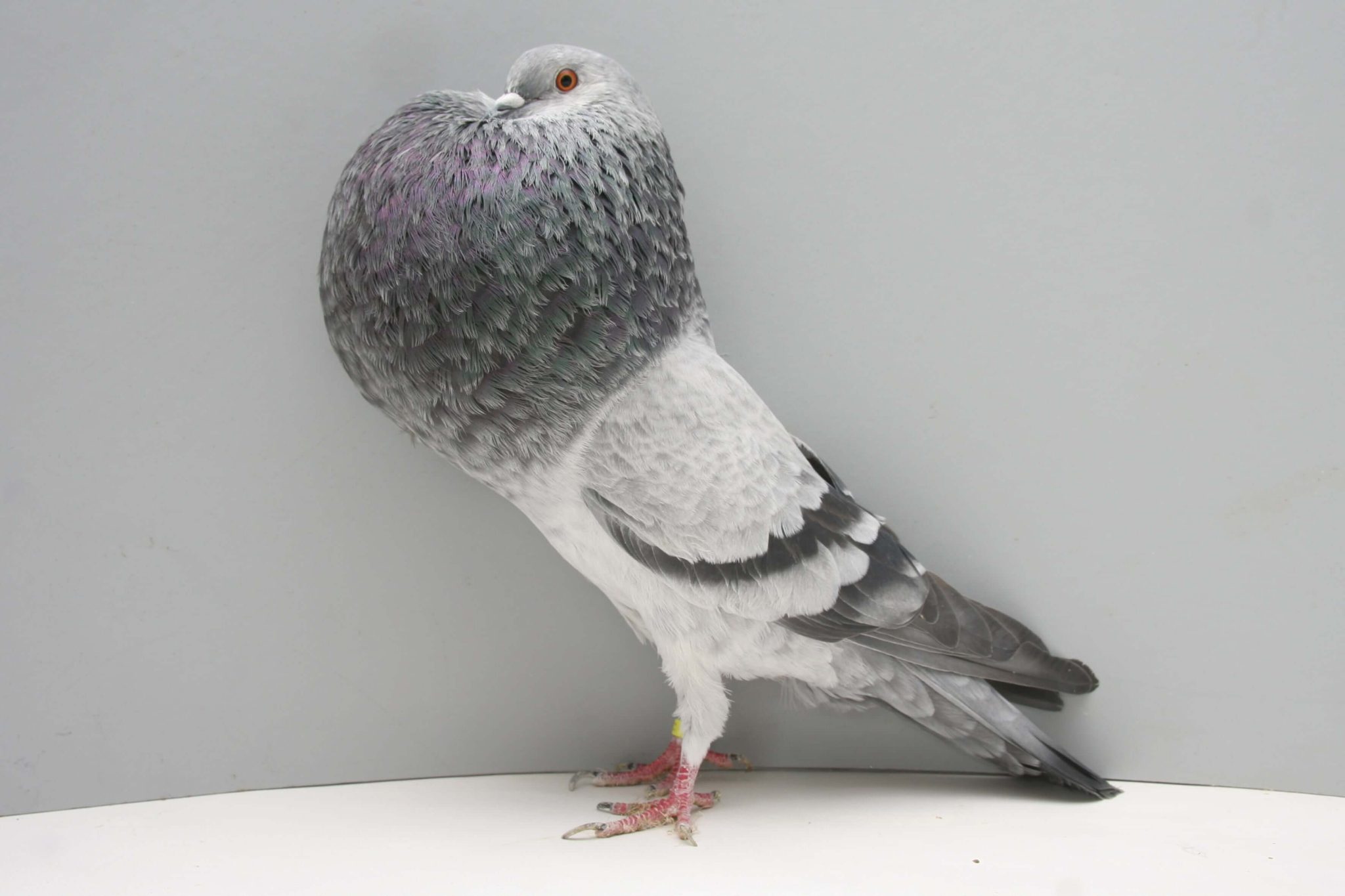 Gorgeous English Pouter Pigeon’s Breeds, and Health Issues