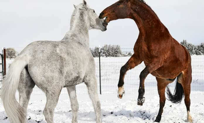 All you want to know about Horse Mating - Your Pet Planet