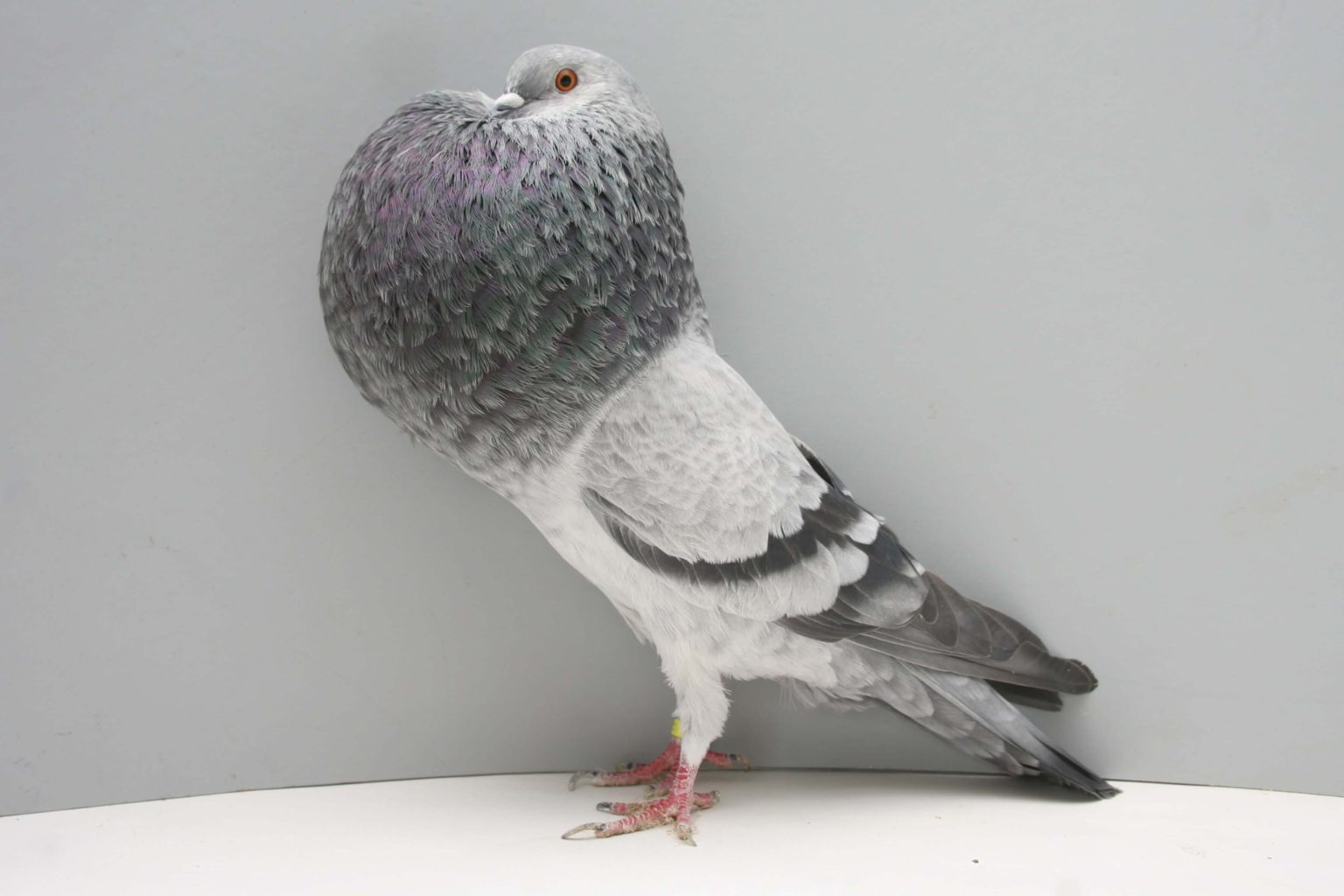 Gorgeous English Pouter Pigeon’s Breeds, and Health Issues