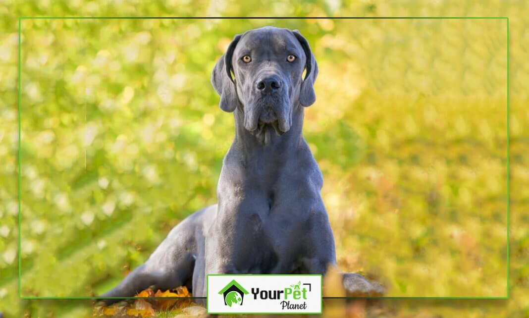 Blue Dog Breeds | Their Care Guide - Your Pet Planet