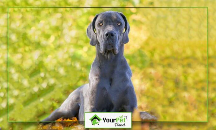 Blue Dog Breeds | Their Care Guide - Your Pet Planet