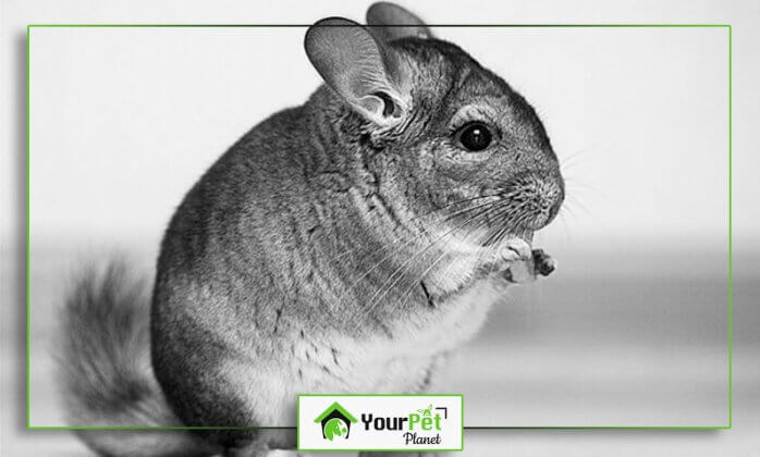 9 Different Chinchilla Colors, Traits (With Pictures) | Your Pet Planet