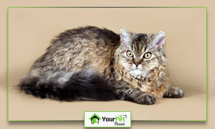 Top 5 Curly-Haired Cat Breeds : You Need to Know - Your Pet Planet