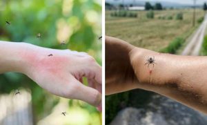 Mosquito bite | Indications, preventions, and treatment - Your Pet Planet