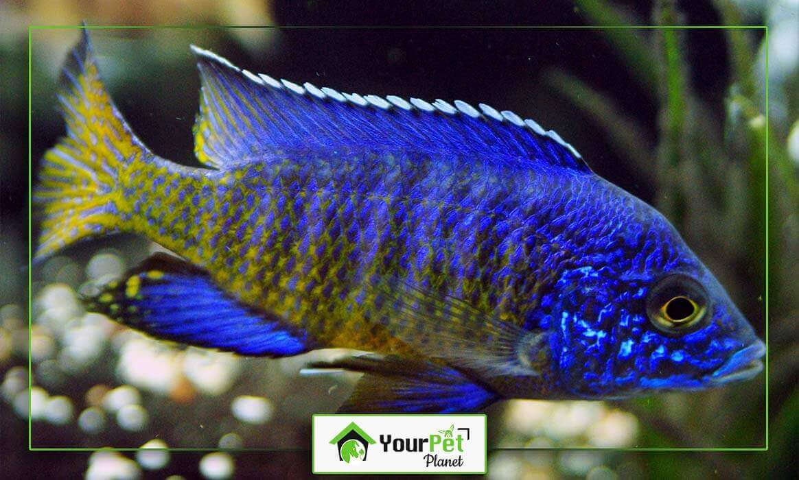 Ngara Flametail Peacock | Comprehensive Guide (Updated 2024)