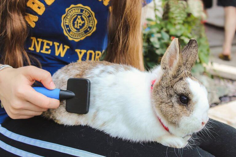 Rabbit Grooming Tools | Top Best Tools | Your Pet Planet