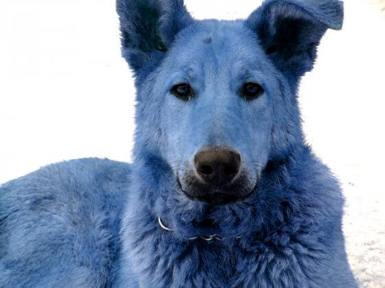 Blue Dog Breeds | Their Care Guide - Your Pet Planet