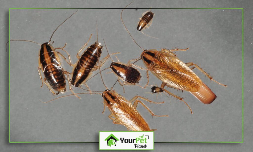 Cockroach Nymphs: Facts you want to know - Your Pet Planet