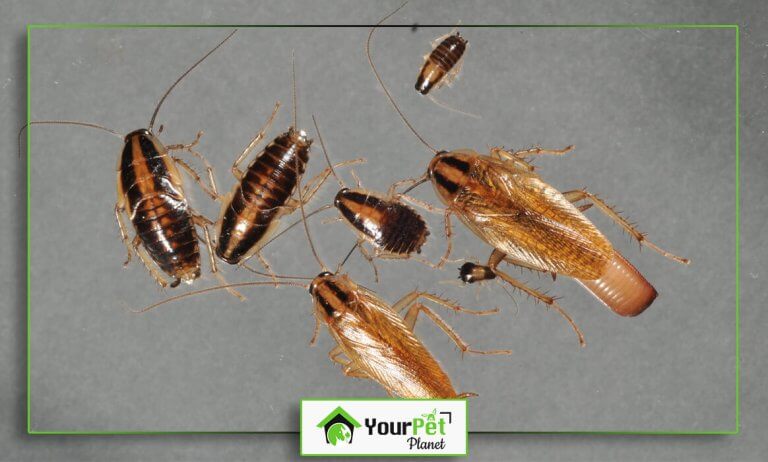 Cockroach Nymphs: Facts you want to know - Your Pet Planet
