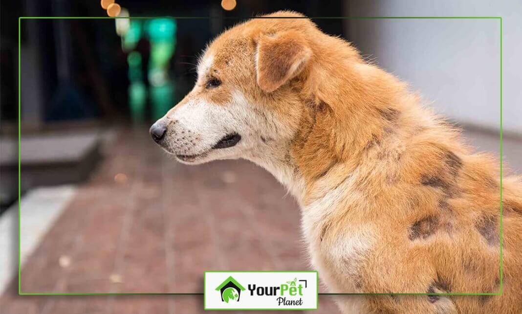 Dog skin problems | Comprehensive Guide- Your Pet Planet