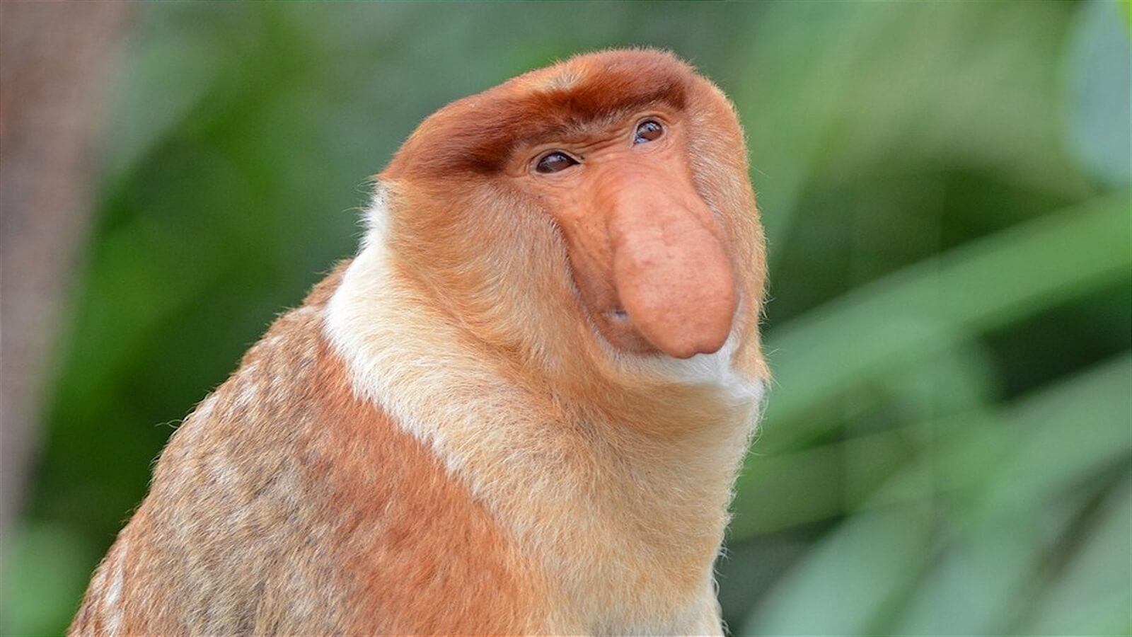 The Five Weirdest Monkey Species In The World | Comprehensive Guide