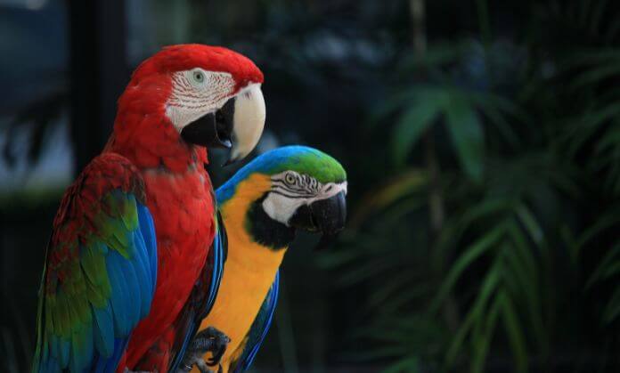 Ruby Macaws: Color, Diet, Health Issues, Exercises and Pictures