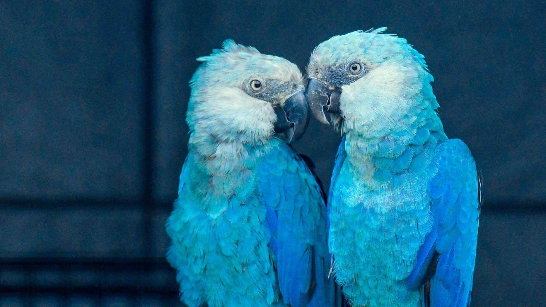 Macaws: 9 Popular Macaws species - Your Pet Planet