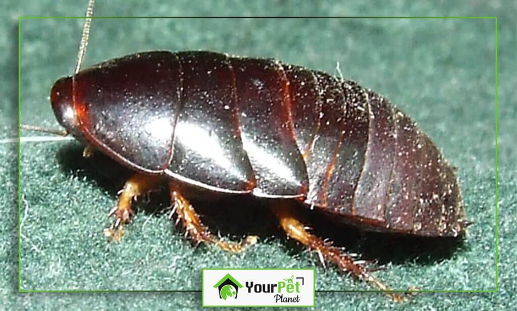 Surinam Cockroach: An entire information - Your Pet Planet