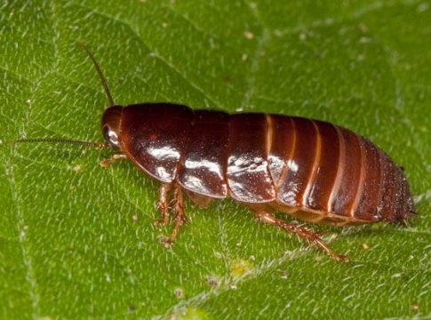 Surinam Cockroach: An entire information - Your Pet Planet