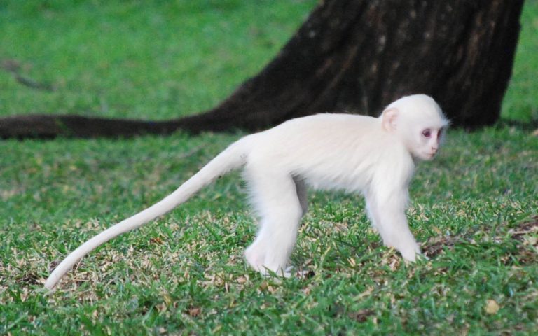 Albino Monkeys | Characteristics of Rare Albino Monkey - Your Pet Planet