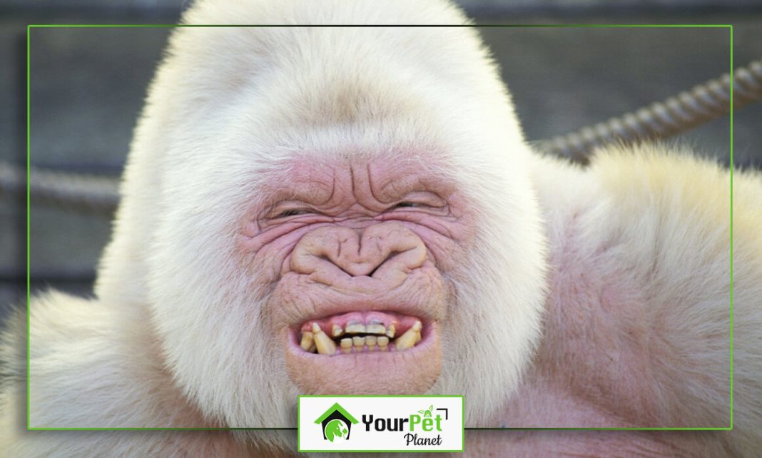 Albino Monkeys | Characteristics of Rare Albino Monkey - Your Pet Planet