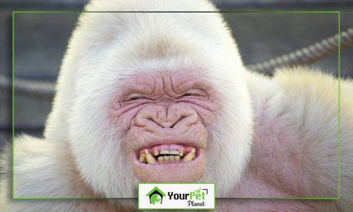 Albino Monkeys: Appearance, Facts, Habitat, Facts and Information