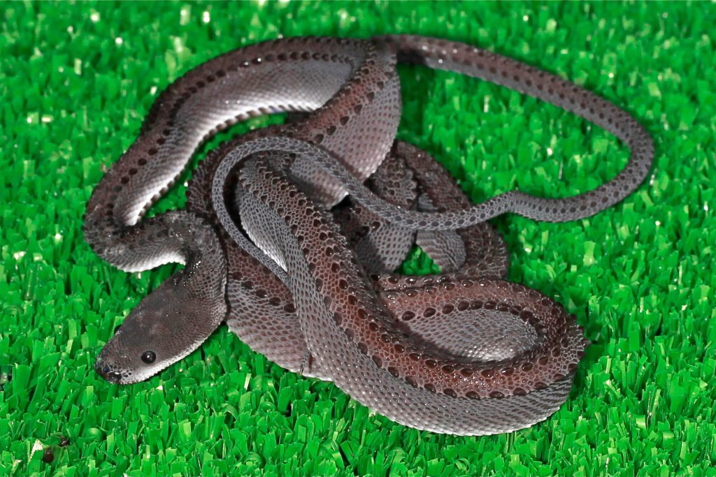 Comprehensive Guide to Dragon Snakes - Your Pet Planet