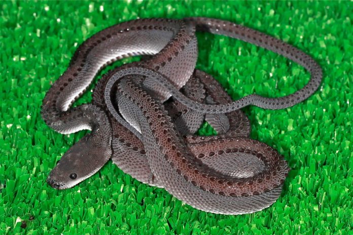 Comprehensive Guide to Dragon Snakes - Your Pet Planet