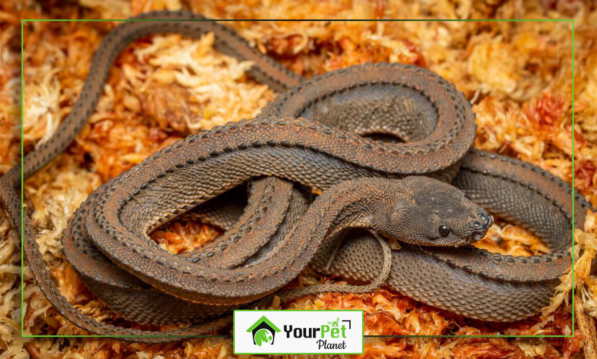 Comprehensive Guide to Dragon Snakes - Your Pet Planet