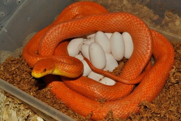 Rat Snakes in Florida | Highest Population of Snakes - Your Pet Planet